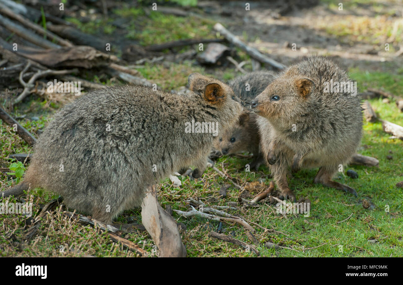 Quokka (Setonix brachyurus) Rottnest Island, Perth, Western Australia ...