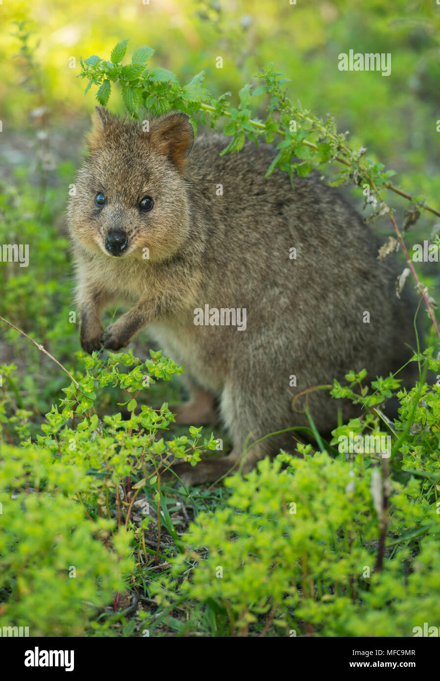 Quokka (Setonix brachyurus) Rottnest Island, Perth, Western Australia ...