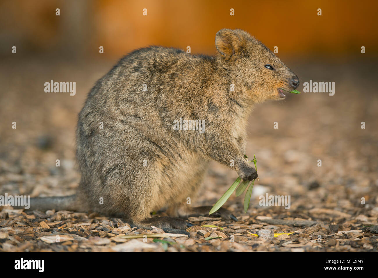 Quokka (Setonix brachyurus) Rottnest Island, Perth, Western Australia ...