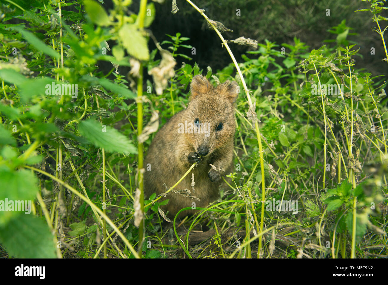 Quokka (Setonix brachyurus) Rottnest Island, Perth, Western Australia ...
