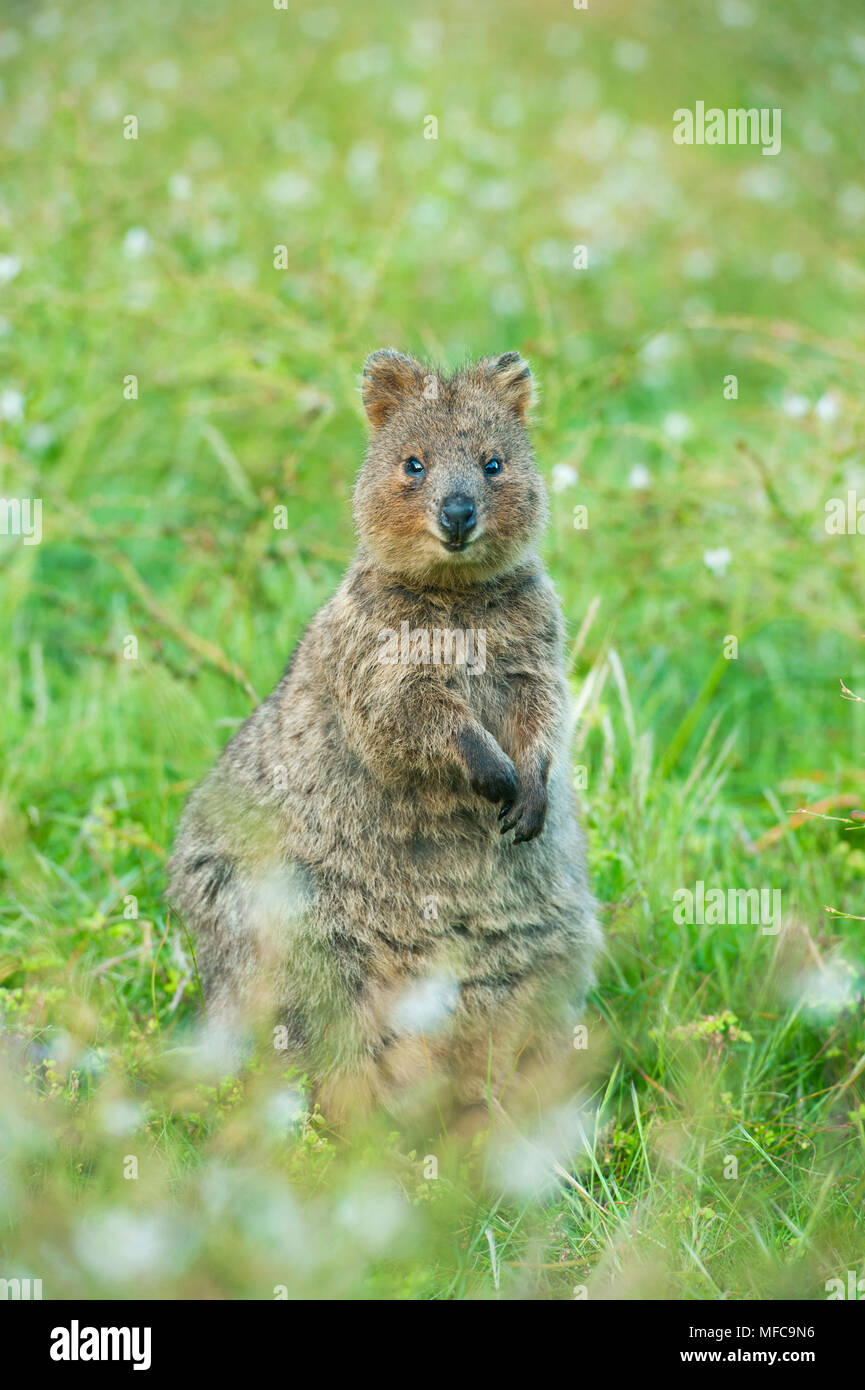 Quokka (Setonix brachyurus) Rottnest Island, Perth, Western Australia ...