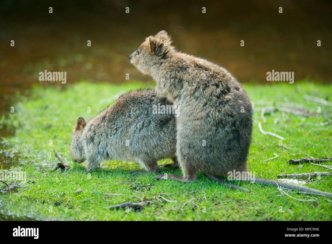 Quokka (Setonix brachyurus) Rottnest Island, Perth, Western Australia ...