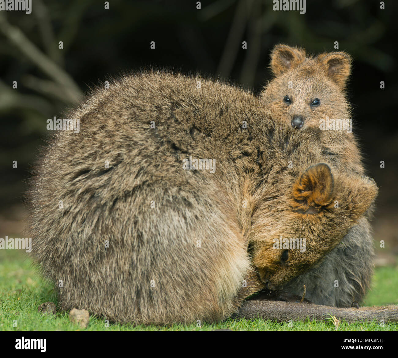 Quokka (Setonix brachyurus) Rottnest Island, Perth, Western Australia ...