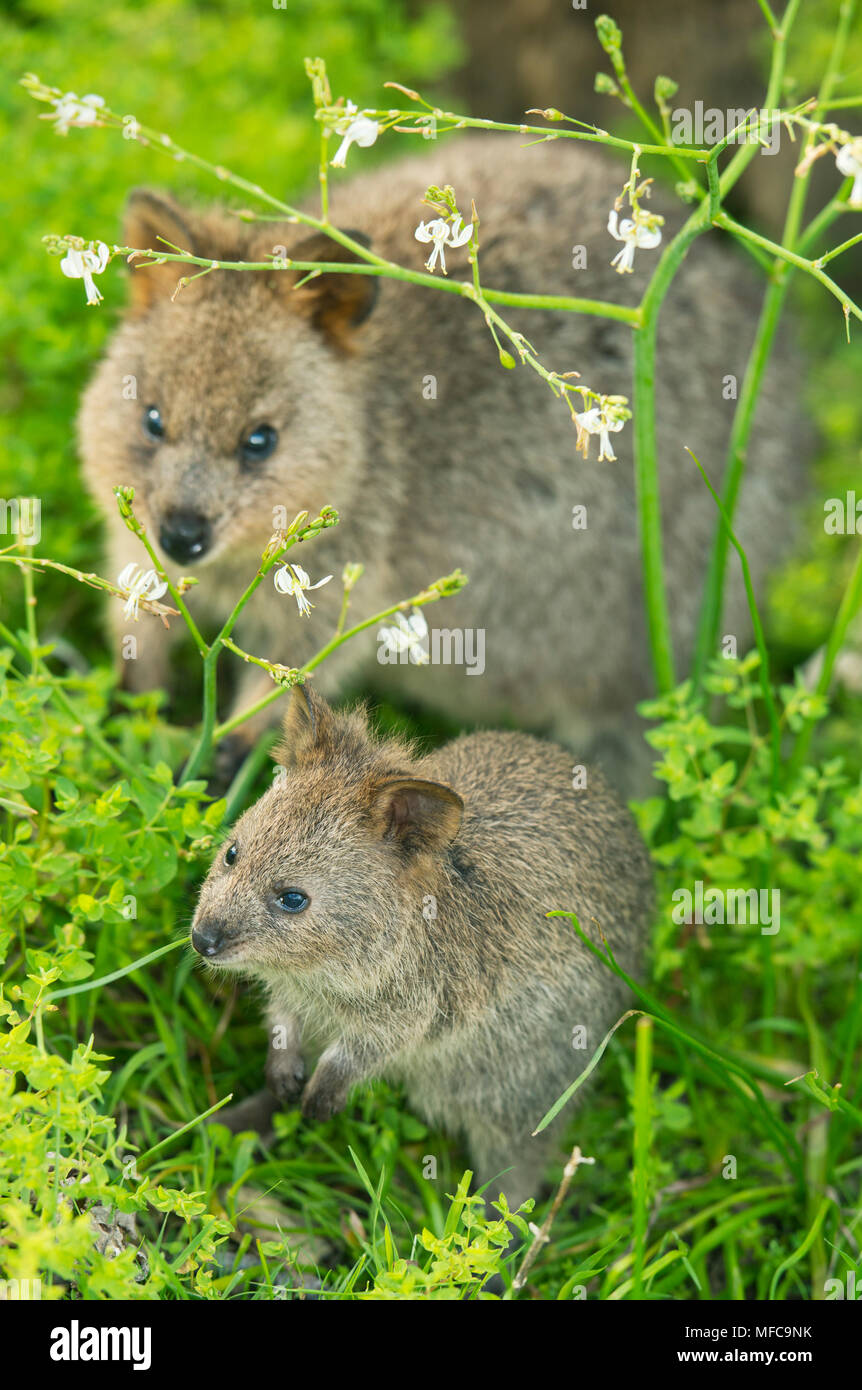 Quokka (Setonix brachyurus) Rottnest Island, Perth, Western Australia ...