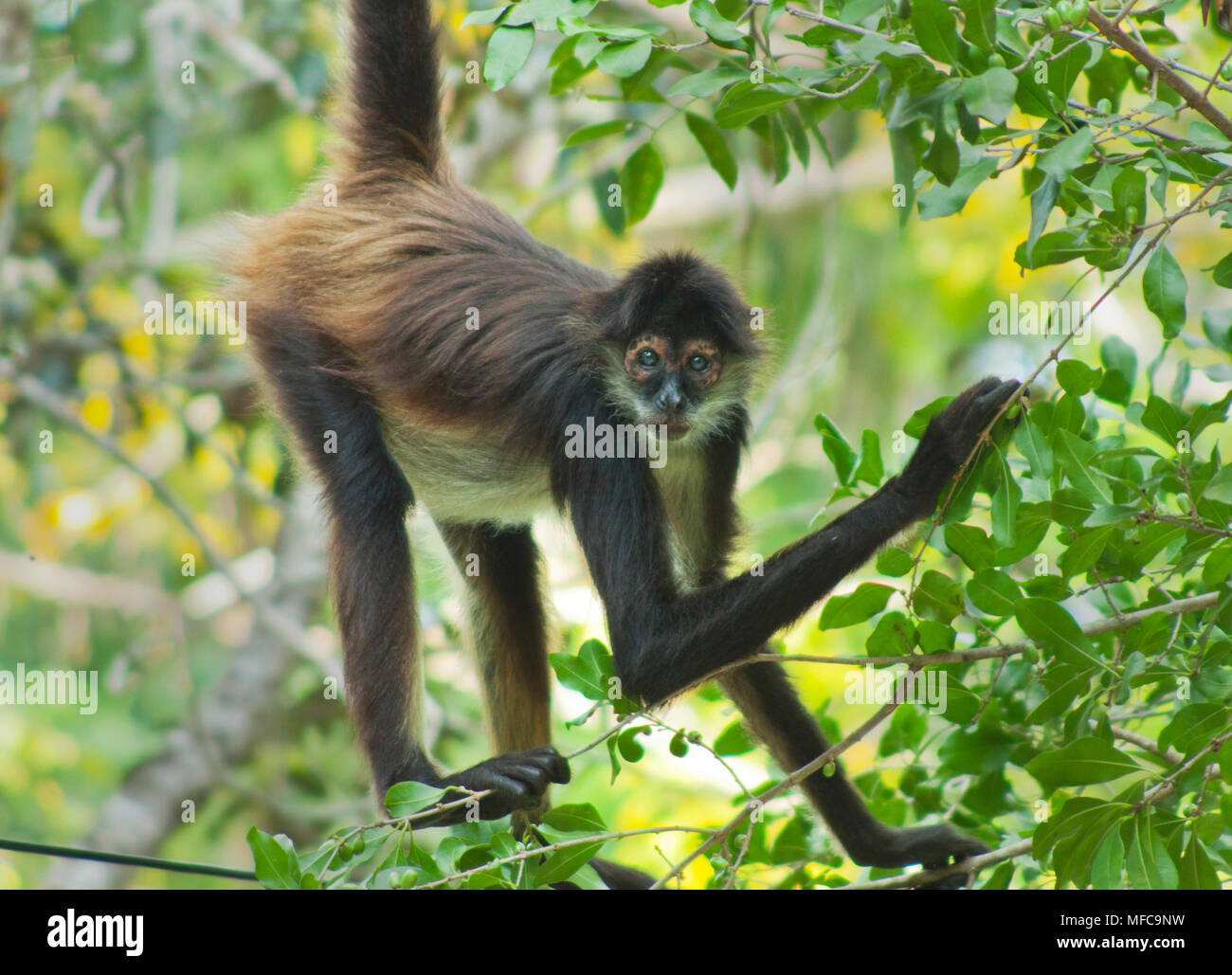 Yucatan Spider Monkey (Ateles geoffroyi yucatanensis), Wild, Yucatan ...