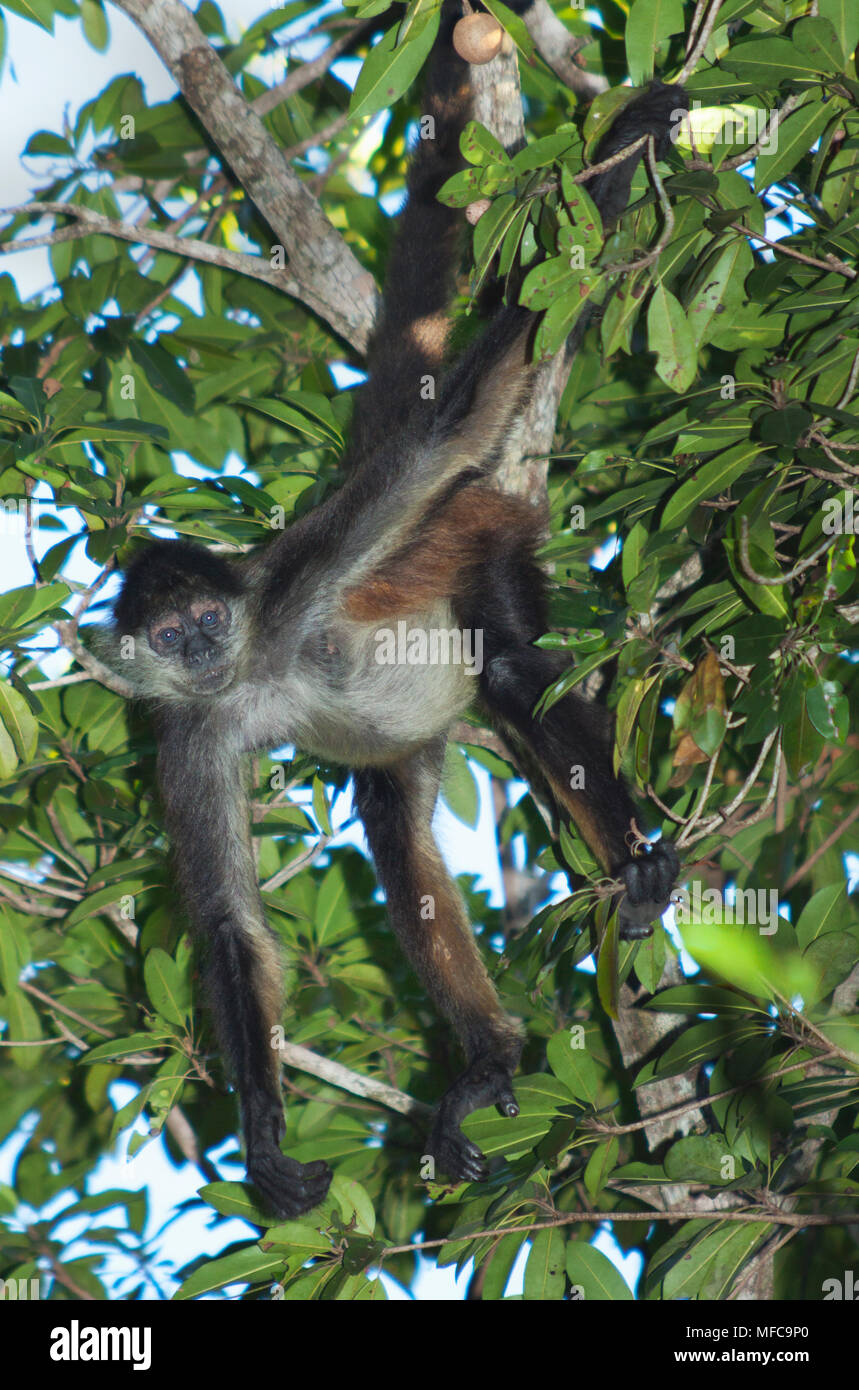 Yucatan Spider Monkey (Ateles geoffroyi yucatanensis), Wild, Yucatan ...