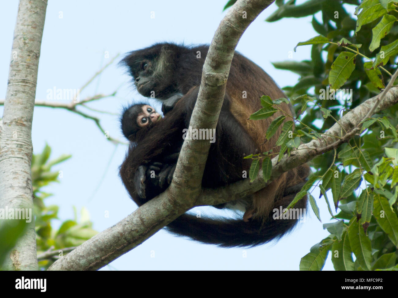 Yucatan Spider Monkey (Ateles geoffroyi yucatanensis) with young, Wild ...
