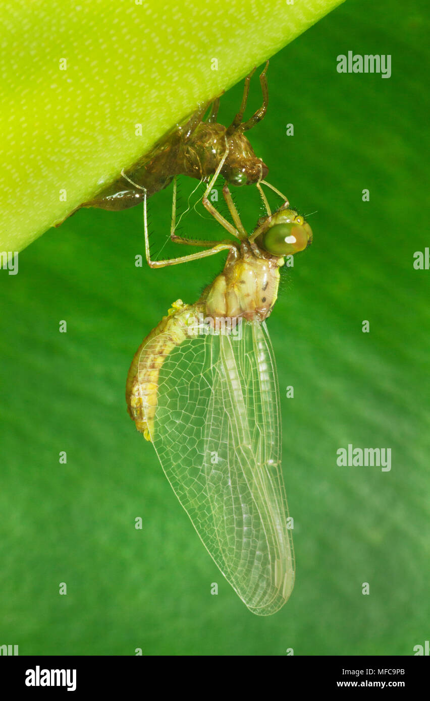 Guyana insects hi-res stock photography and images - Alamy