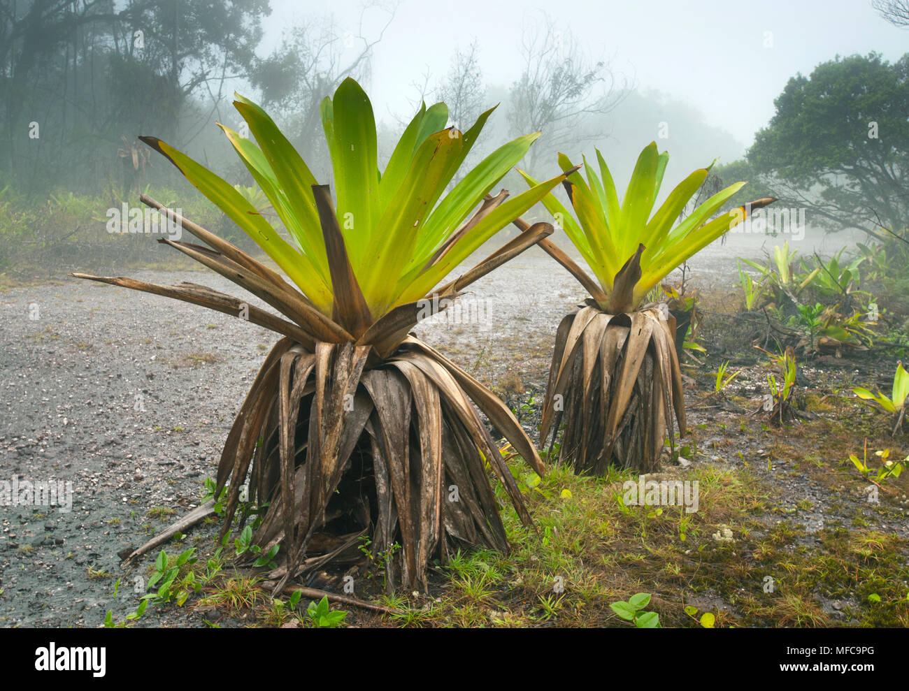 Giant Tank Bromeliads in mist, Kaieteur Falls, Kaieteur National Park ...