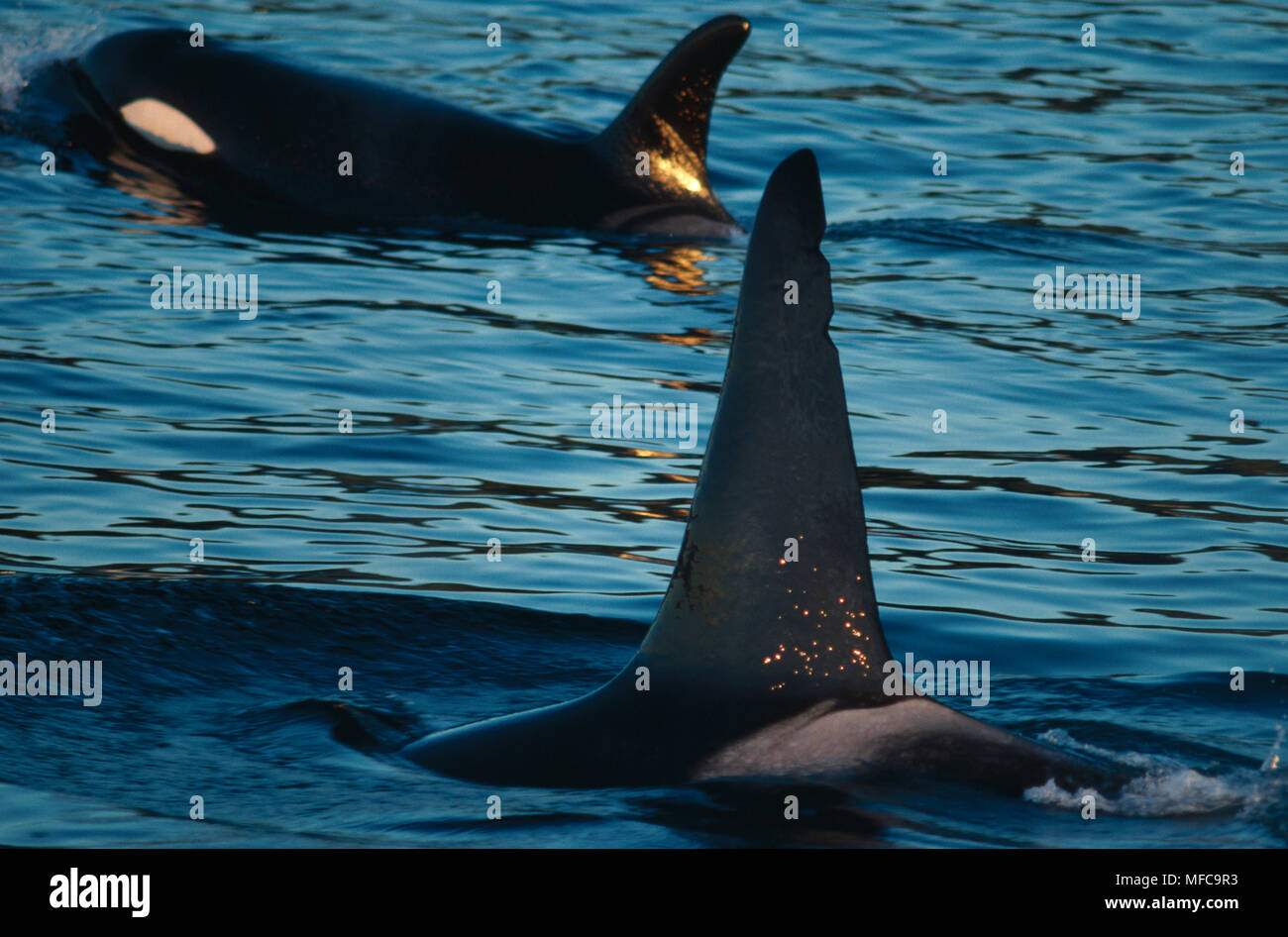 ORCA or KILLER WHALE Orcinus orca Puget Sound, Washington, USA Stock ...