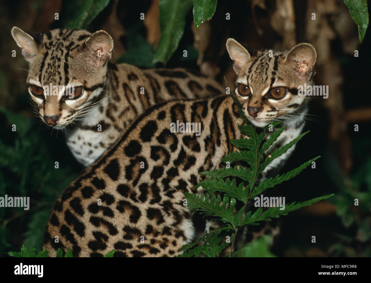 MARGAY CATS Felis wiedi Belize, Central America Stock Photo - Alamy