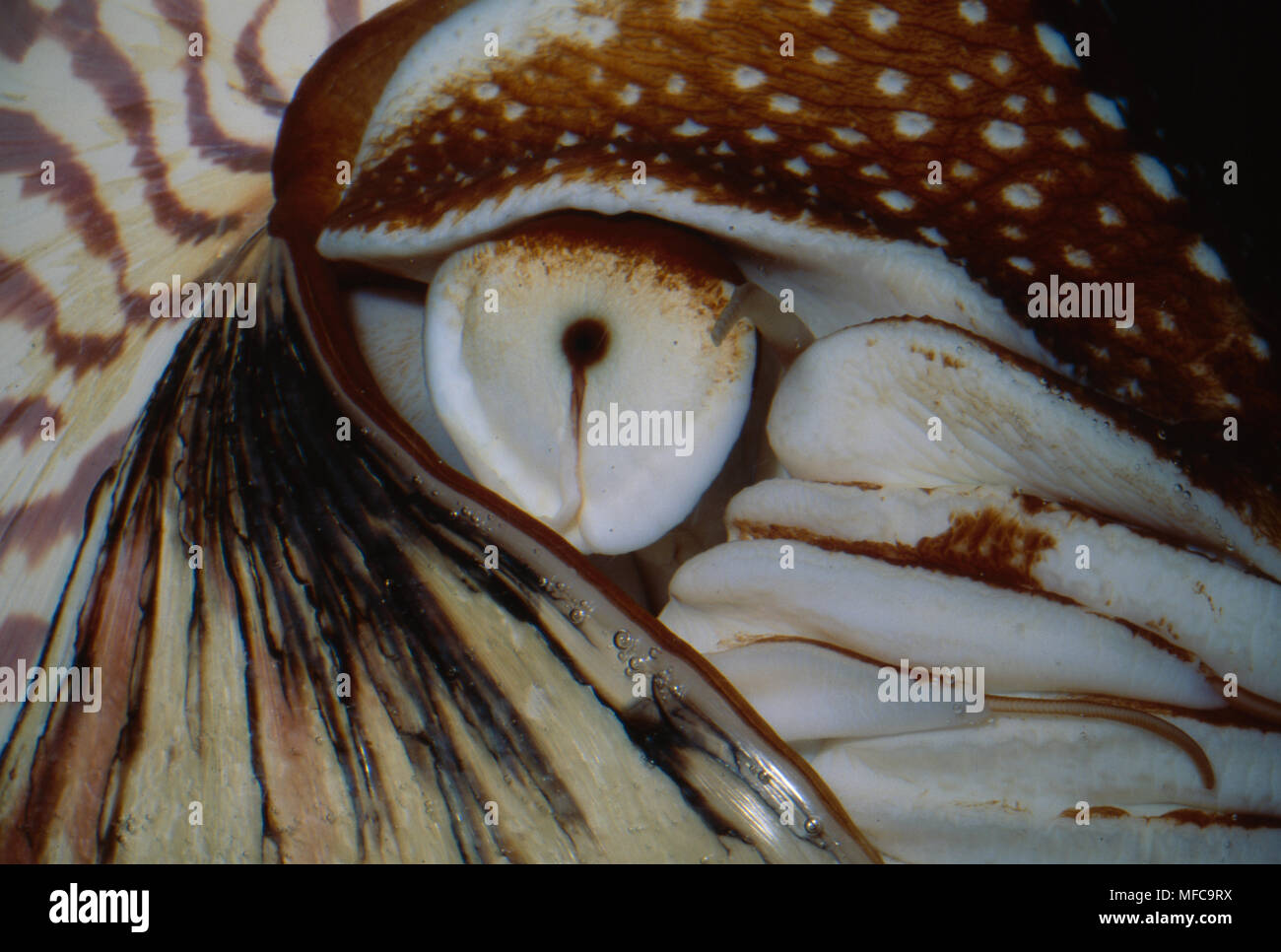 Nautilus Eye Nautiluses: Characteristics, Shells And Species | Sea