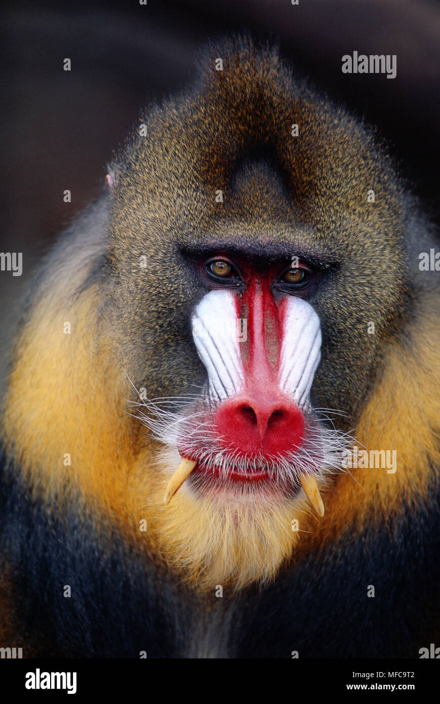 MANDRILL male, head detail Papio sphinx Western Africa Stock Photo - Alamy