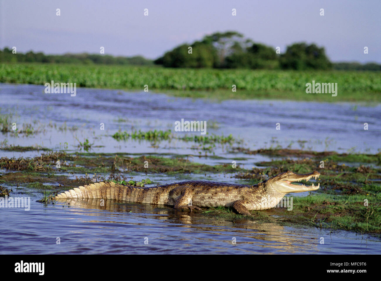 SPECTACLED CAIMAN Caiman crocodilus in shallows Llanos, Venezuela Stock ...