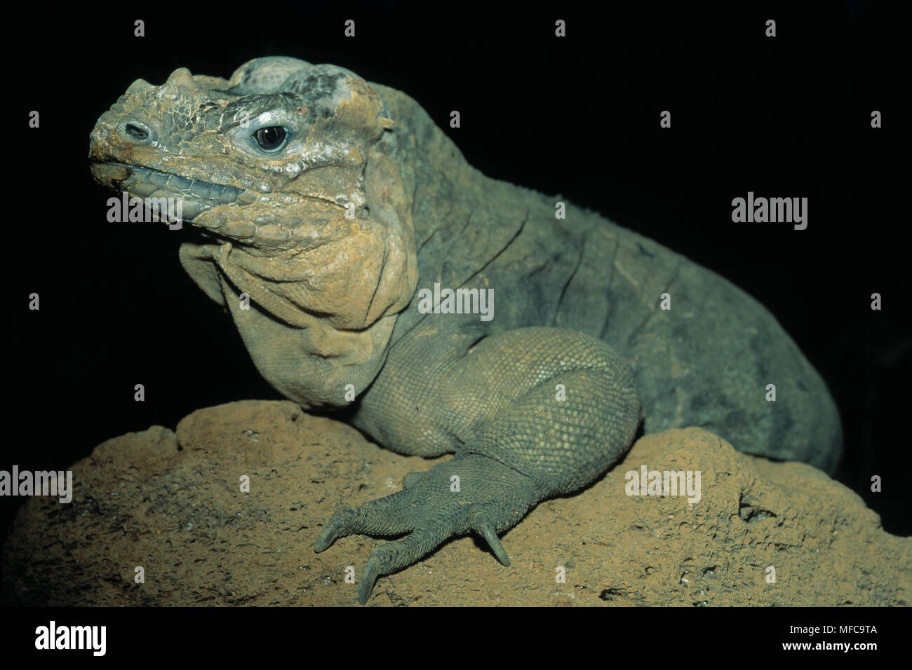 Lizard dominican republic hi-res stock photography and images - Alamy