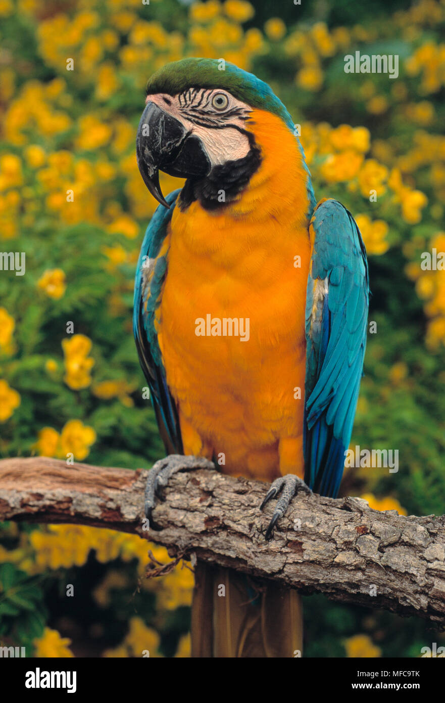 BLUE & YELLOW MACAW Ara ararauna Amazonas, Peru Stock Photo - Alamy