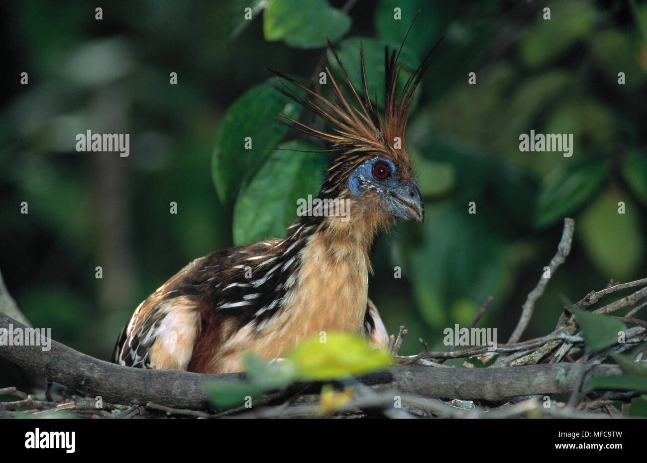 Young Hoatzin