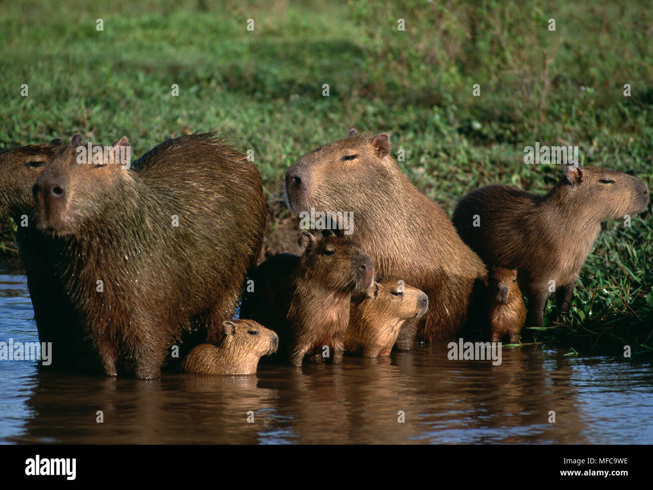 CAPYBARA family in water Hydrochoerus hydrochaeris Llanos, Venezuela ...