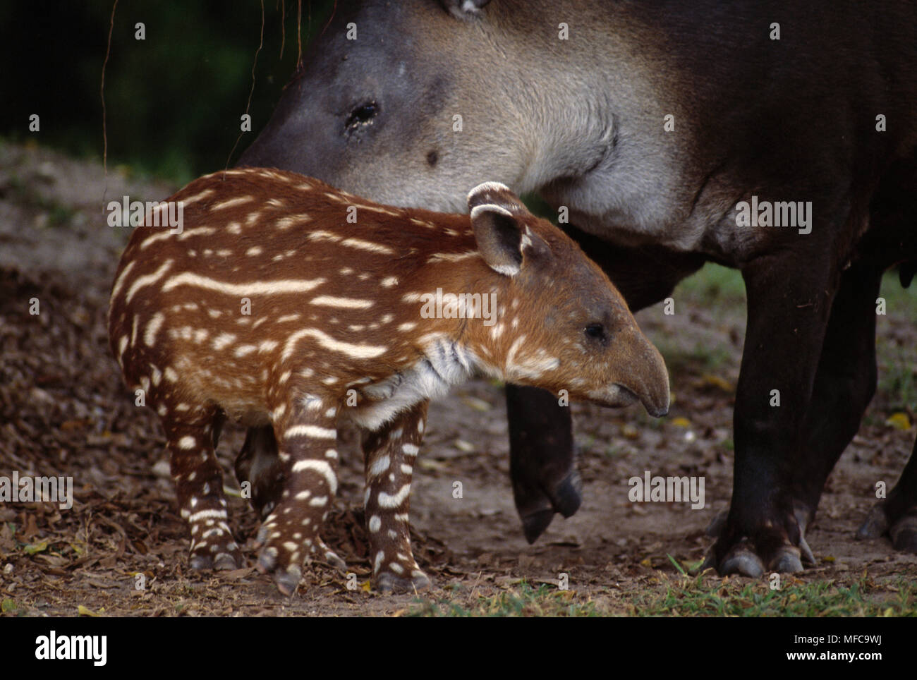 Tapirus bairdii young hi-res stock photography and images - Alamy
