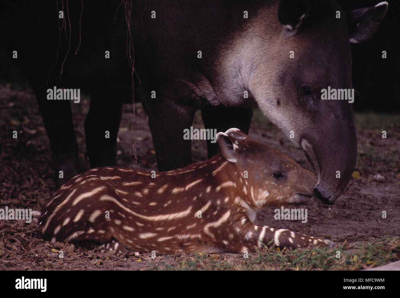 Tapirus bairdii young hi-res stock photography and images - Alamy