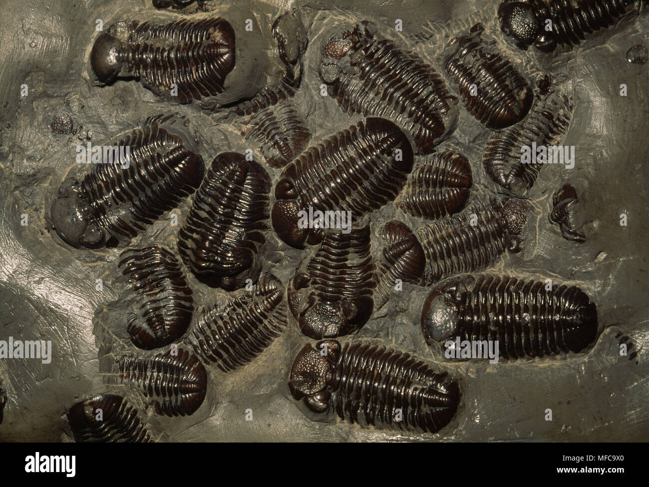 TRILOBITE FOSSILS Phacops rana Mid-Devonian Era Ontario, northern USA ...