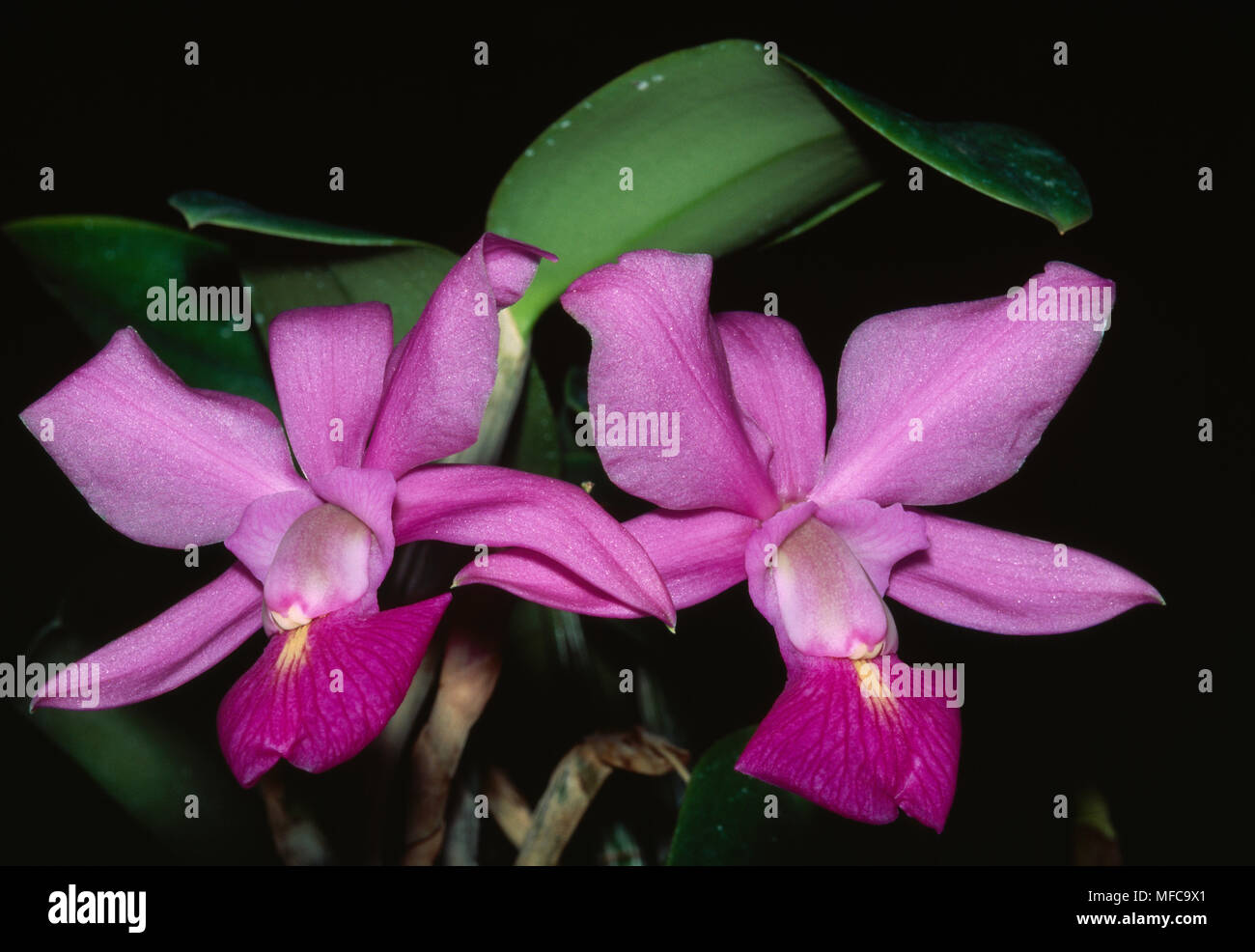 CATTLEYA ORCHID Cattleya walkeriana Brazil, South America Stock Photo ...