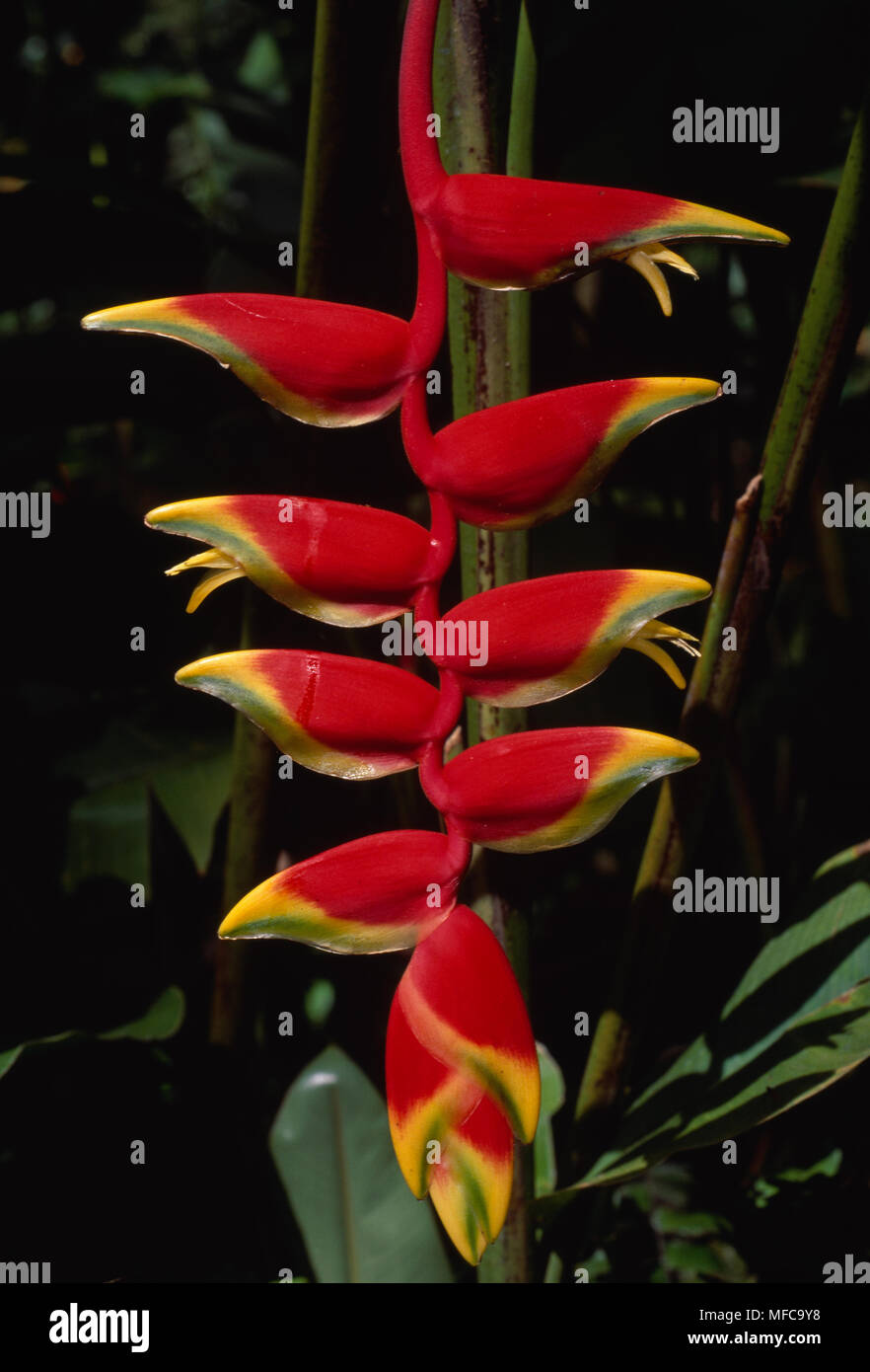 HELICONIA inflorescence Heliconia sp. Costa Rica, Central America Stock ...