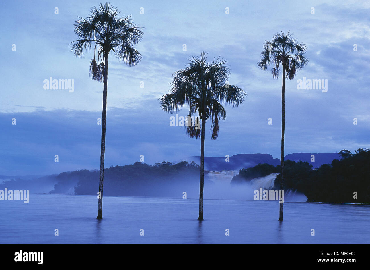 Palm tree venezuela hi-res stock photography and images - Alamy