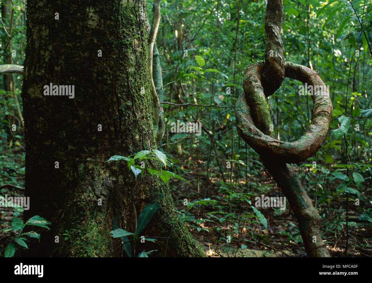 Barro colorado island trees hi-res stock photography and images - Alamy
