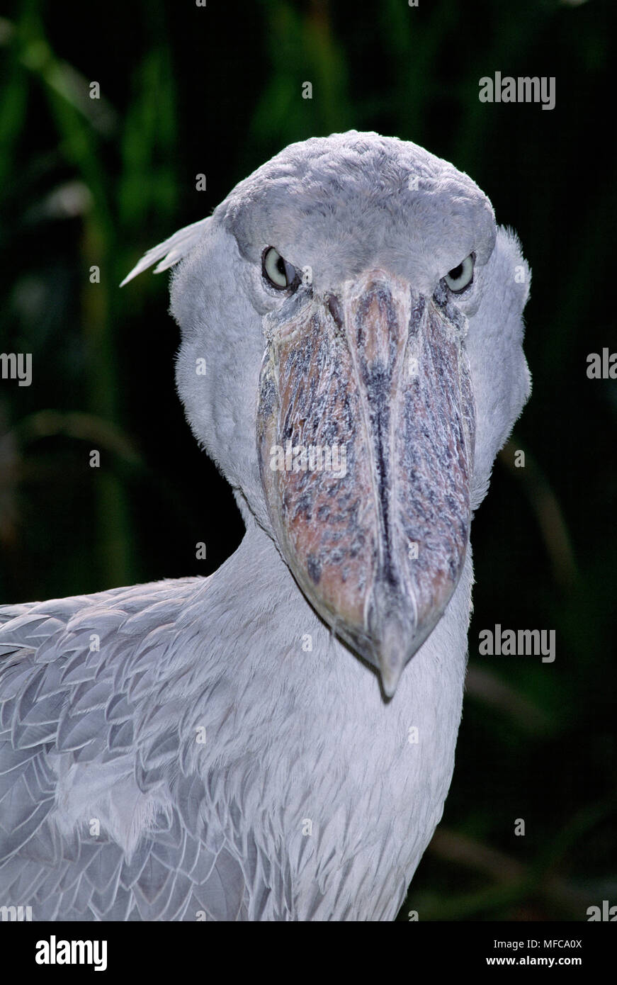 SHOEBILL or WHALE-HEADED STORK Balaeniceps rex face detail Uganda Stock ...