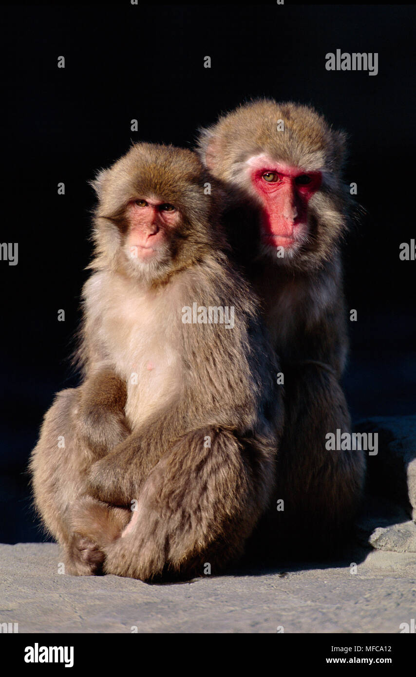 JAPANESE MACAQUE Macaca fuscata two sitting together Stock Photo - Alamy