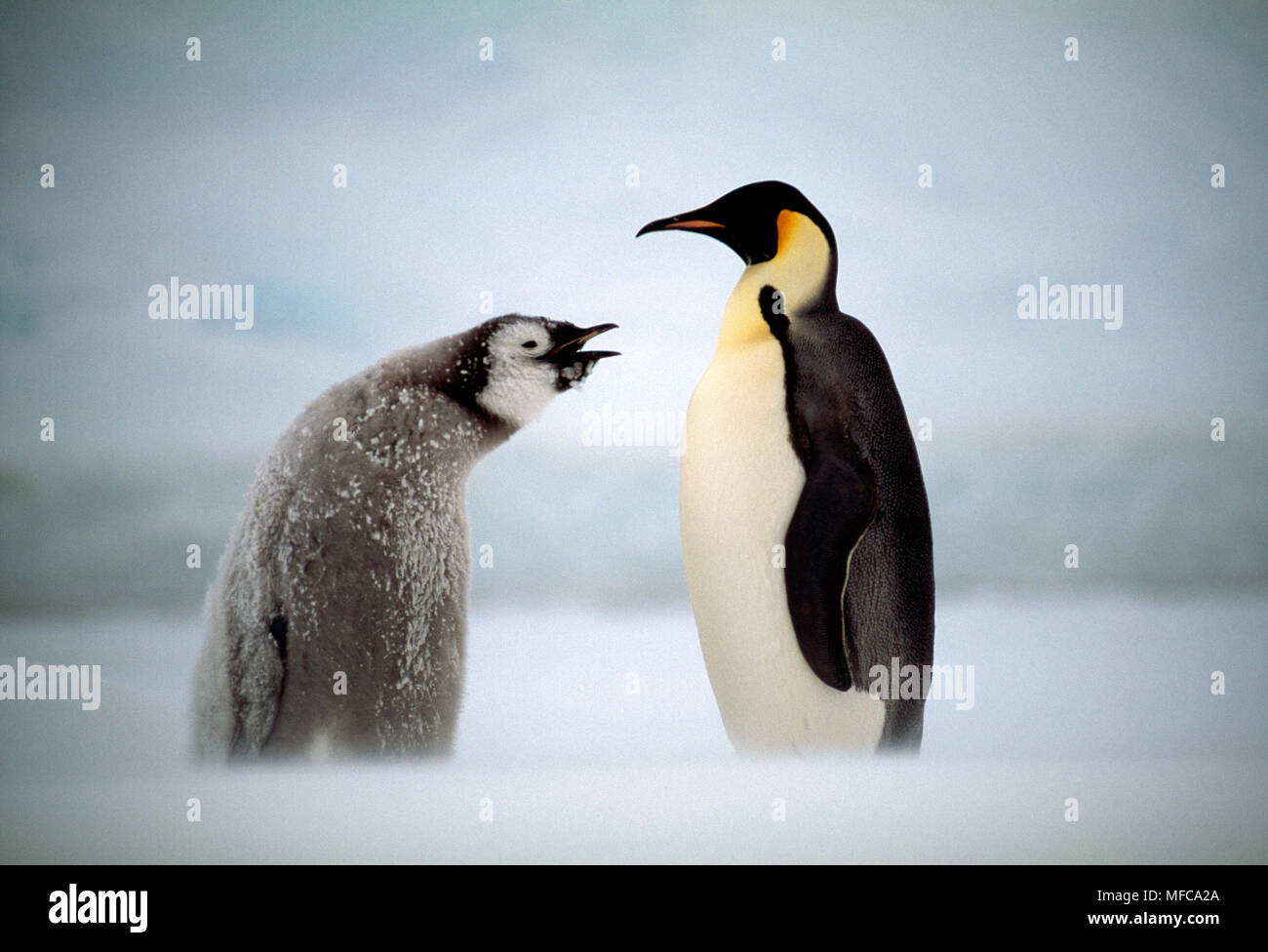 Emperor penguin chick food hi-res stock photography and images - Alamy