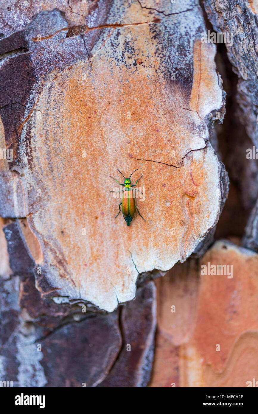 Spanish fly is an emerald-green beetle, Lytta vesicatoria, in the ...