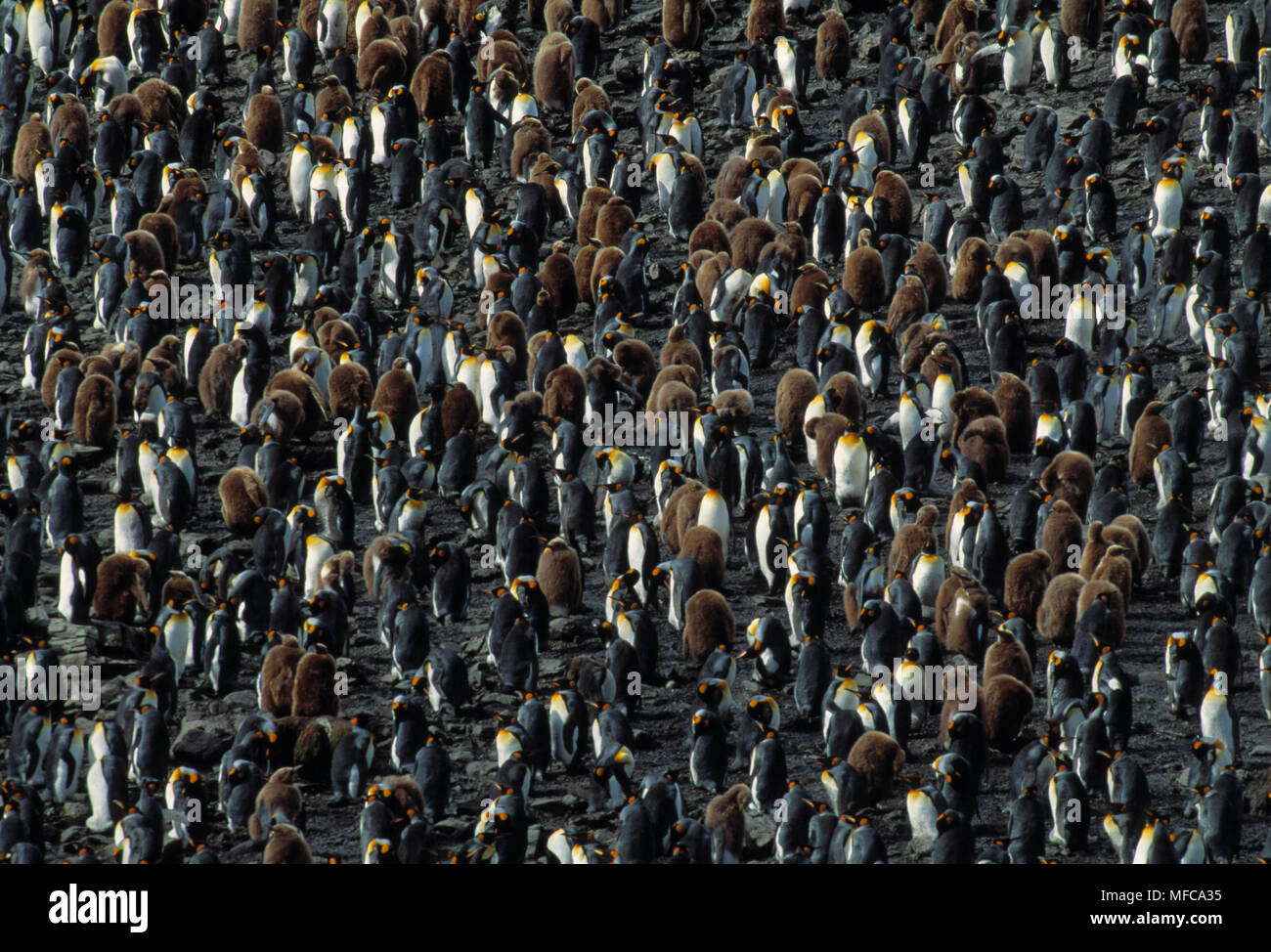 Penguin penguins bird birds colony antarctica antarctic crowd hi-res ...