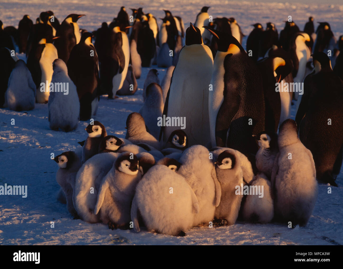 Emperor penguin huddle hi-res stock photography and images - Alamy