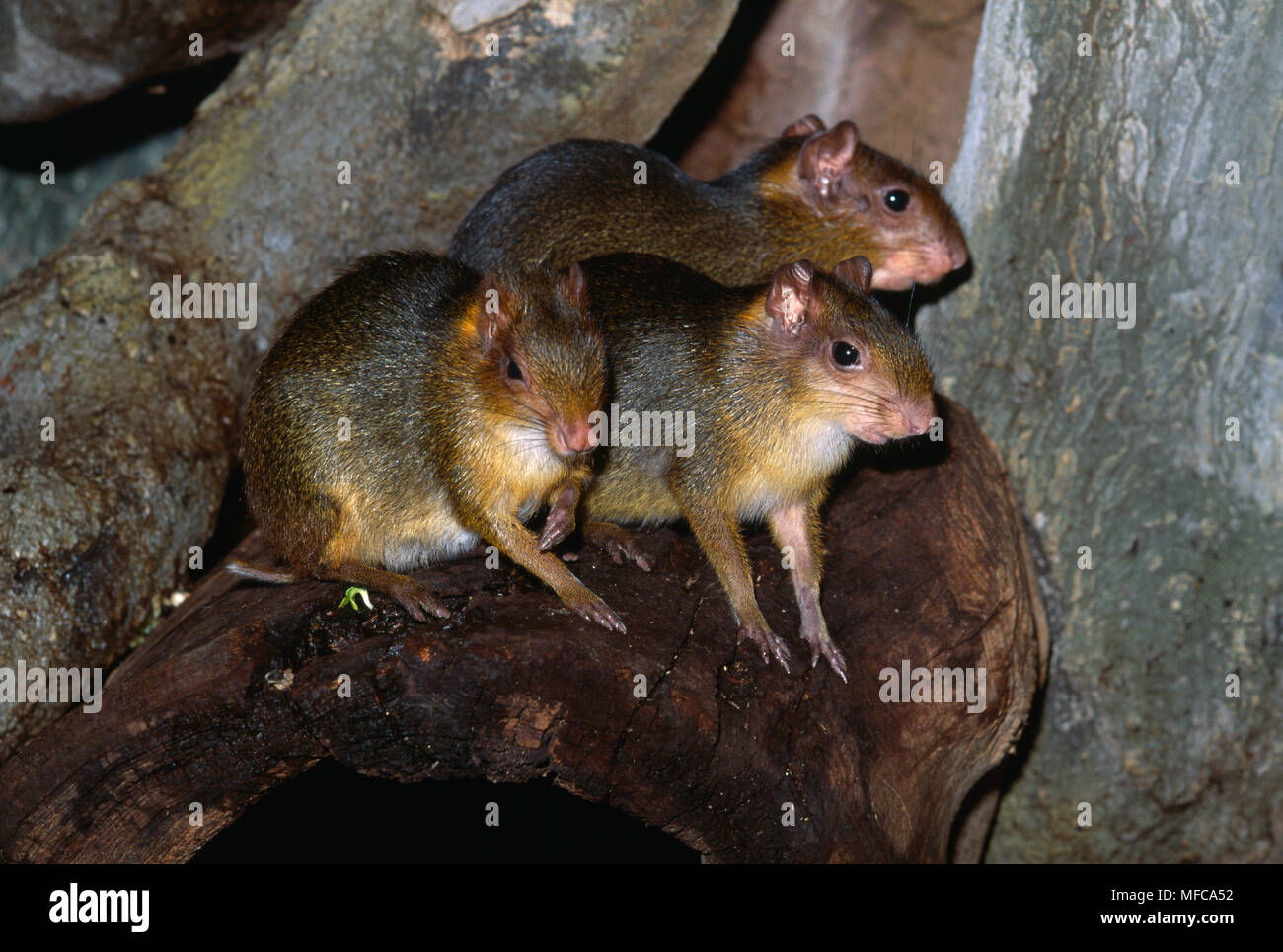 Pratti hi-res stock photography and images - Alamy