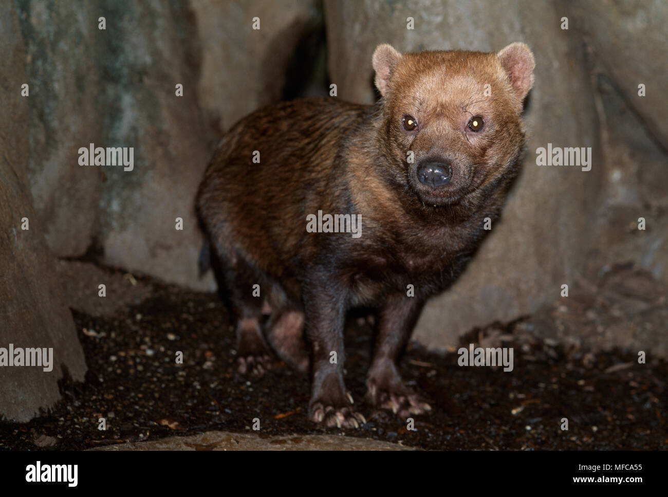BUSH DOG Speothos venaticus Panama, Central America Stock Photo - Alamy