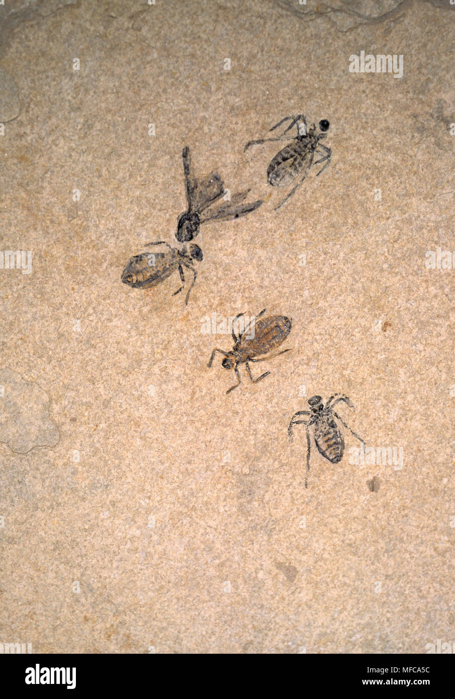 FOSSIL DRAGONFLY larvae Libellula doris Miocene period. Italy Stock ...