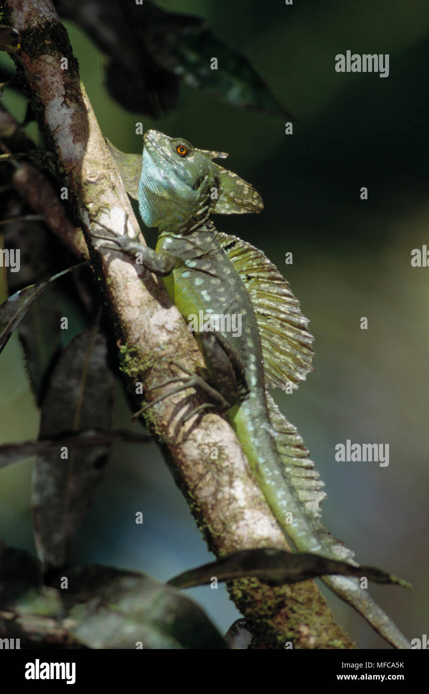 Basilisk tortuguero national park hi-res stock photography and images ...