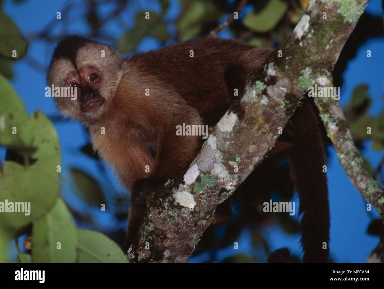 WEDGE-CAPPED or WEEPER CAPUCHIN Cebus olivaceus Canaima National Pk ...