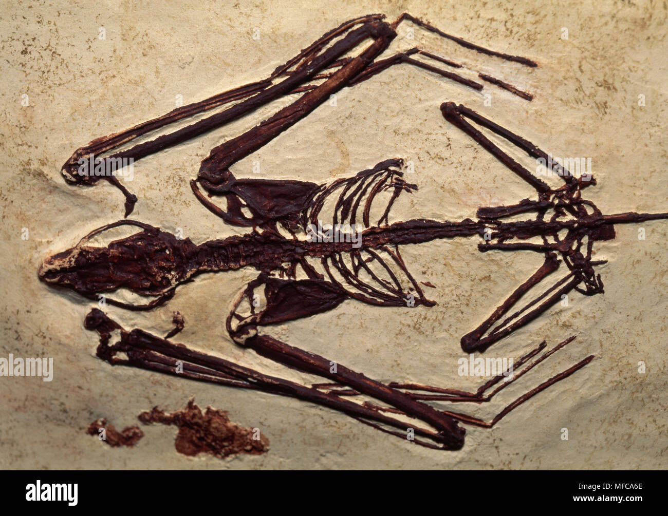 Eocene epoch hi-res stock photography and images - Alamy