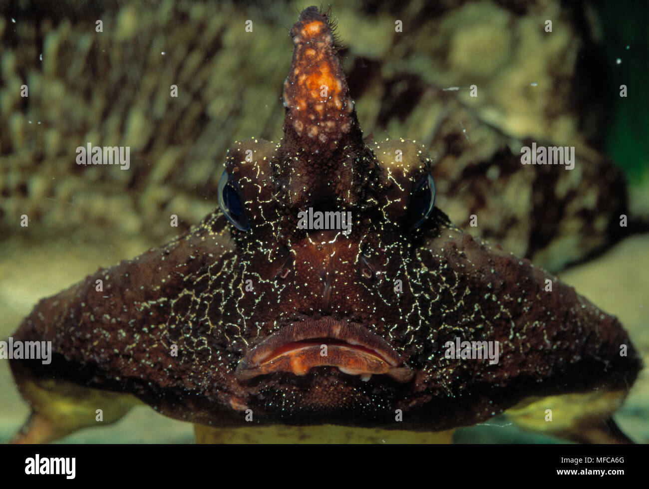 Walking Batfish Florida