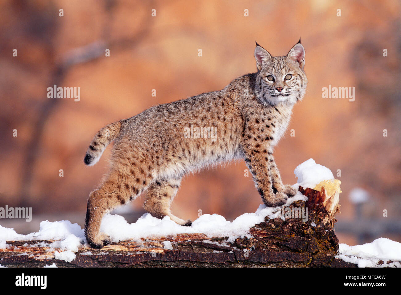 BOBCAT Felis rufus standing watchfully Uinta National Forest, Utah, mid ...