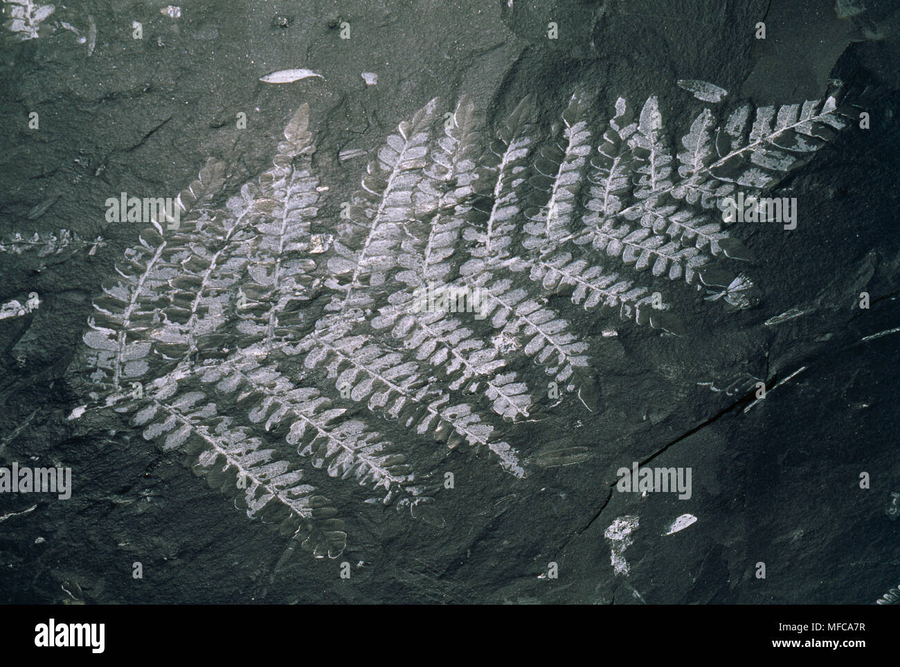 FOSSIL SEED FERN Alethopteris sp. Pennsylvania, USA Stock Photo - Alamy