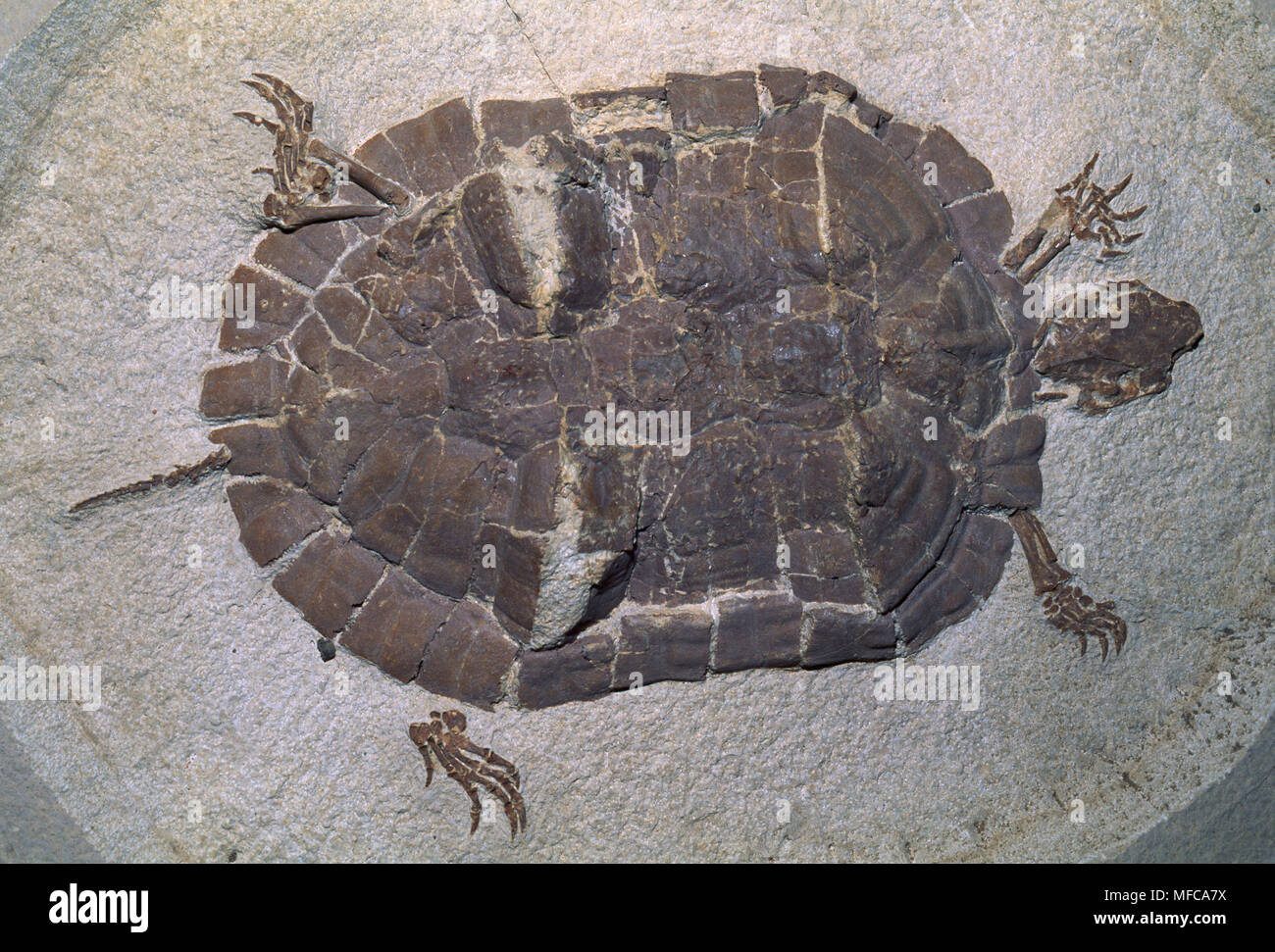 Fossil turtle hi-res stock photography and images - Alamy