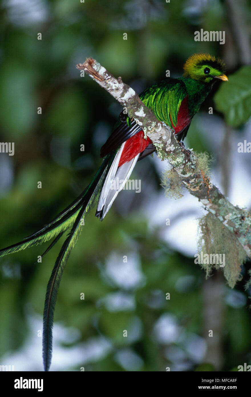 Resplendent quetzals hi-res stock photography and images - Alamy