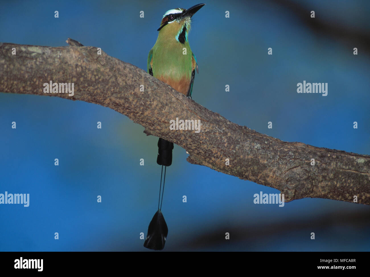 TURQUOISE-BROWED MOTMOT Eumomota superciliosa Palo Verde National Park ...