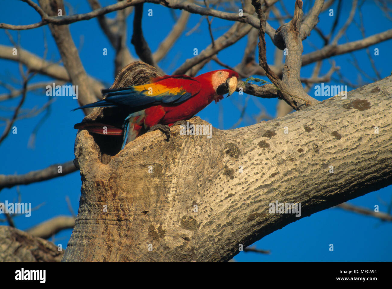 Scarlet macaw nest hi-res stock photography and images - Alamy
