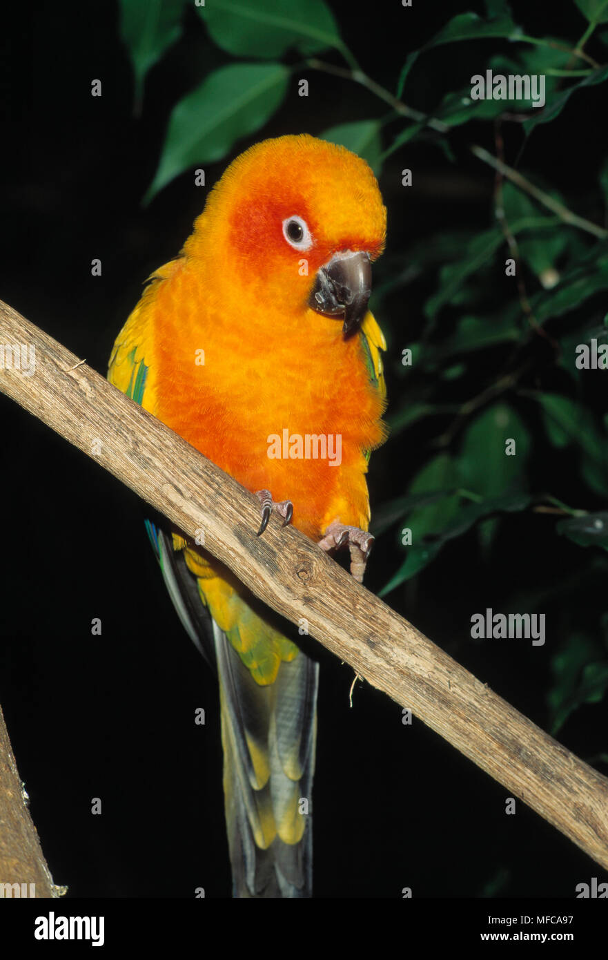 SUN CONURE Aratinga sostitialis Brazil, South America Stock Photo - Alamy
