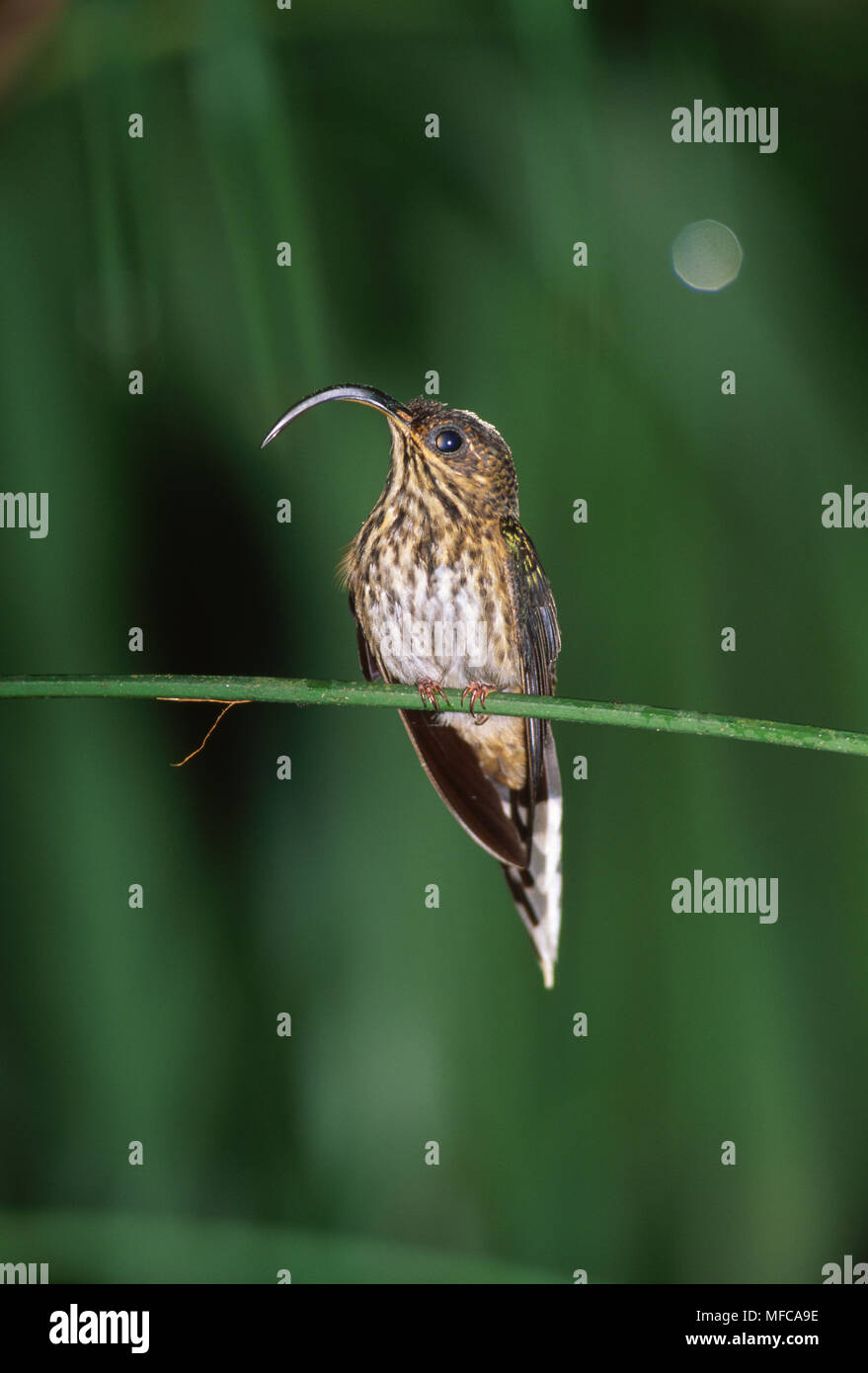 WHITE-TIPPED SICKLEBILL HUMMINGBIRD Eutoxeres aquila Costa Rica ...